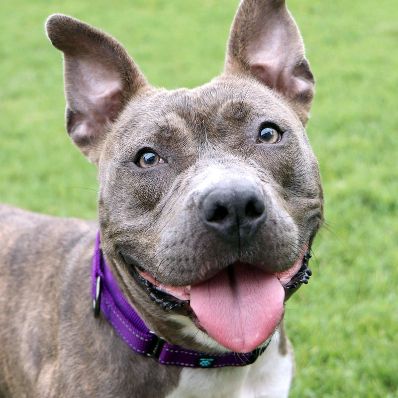 The Animal Rescue Alliance